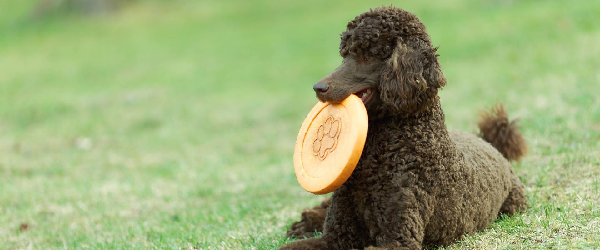 Poodle Dog Breed Guide | TrustedHousesitters.com