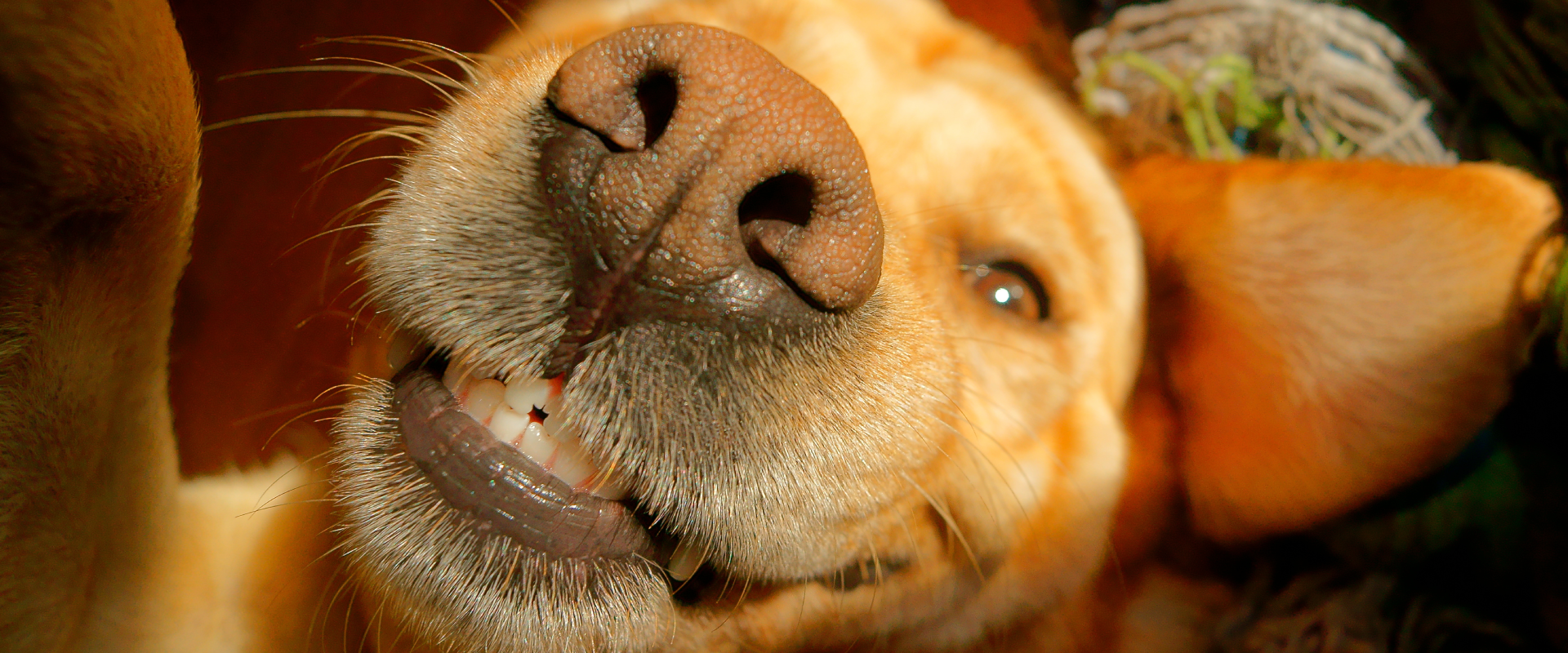 Dog dental care and healthy dog teeth tips | TrustedHousesitters.com