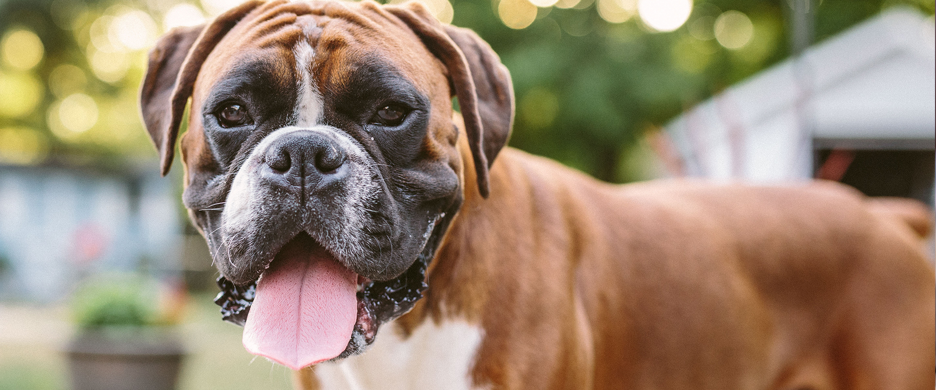 10 of the Most Loyal Dog Breeds That Will Become Your BFFL ...