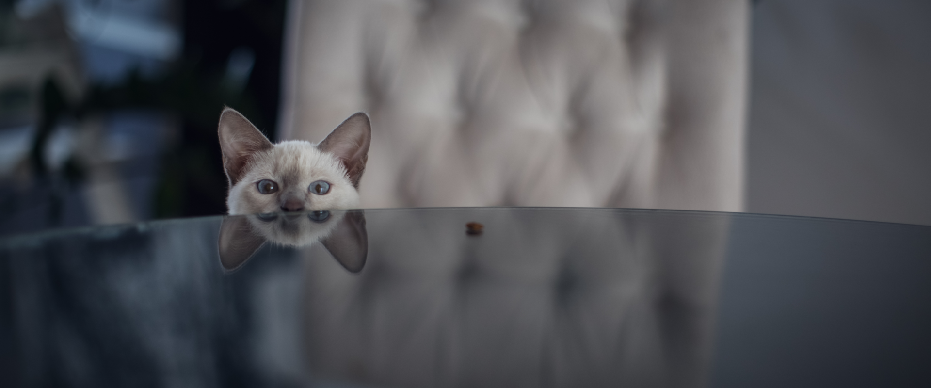 Cat attack! Understanding the cat ambush attack | TrustedHousesitters.com