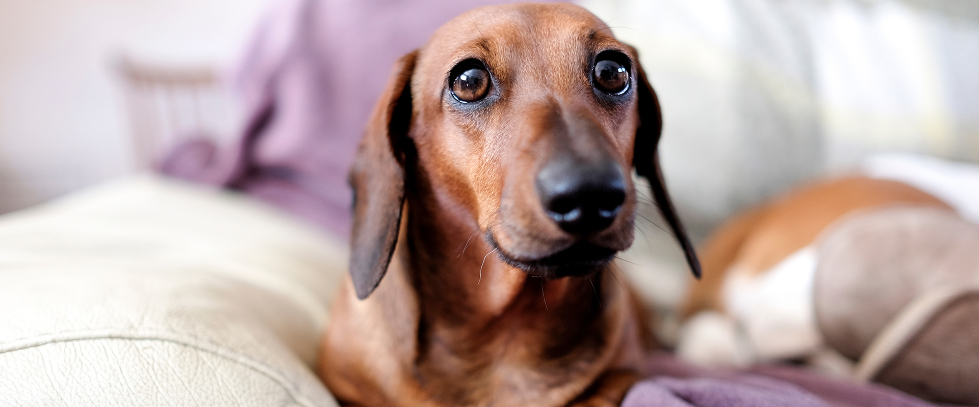 200+ Best Dachshund Names for Your Doe-Eyed Doxie | TrustedHousesitters.com