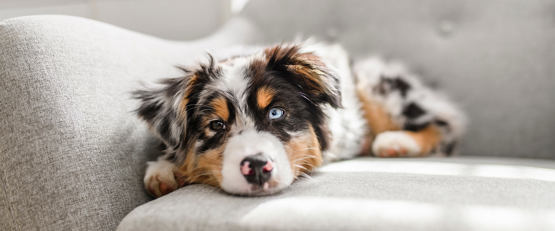 135+ Australian Shepherd Names for Your Aussie Pooch ...