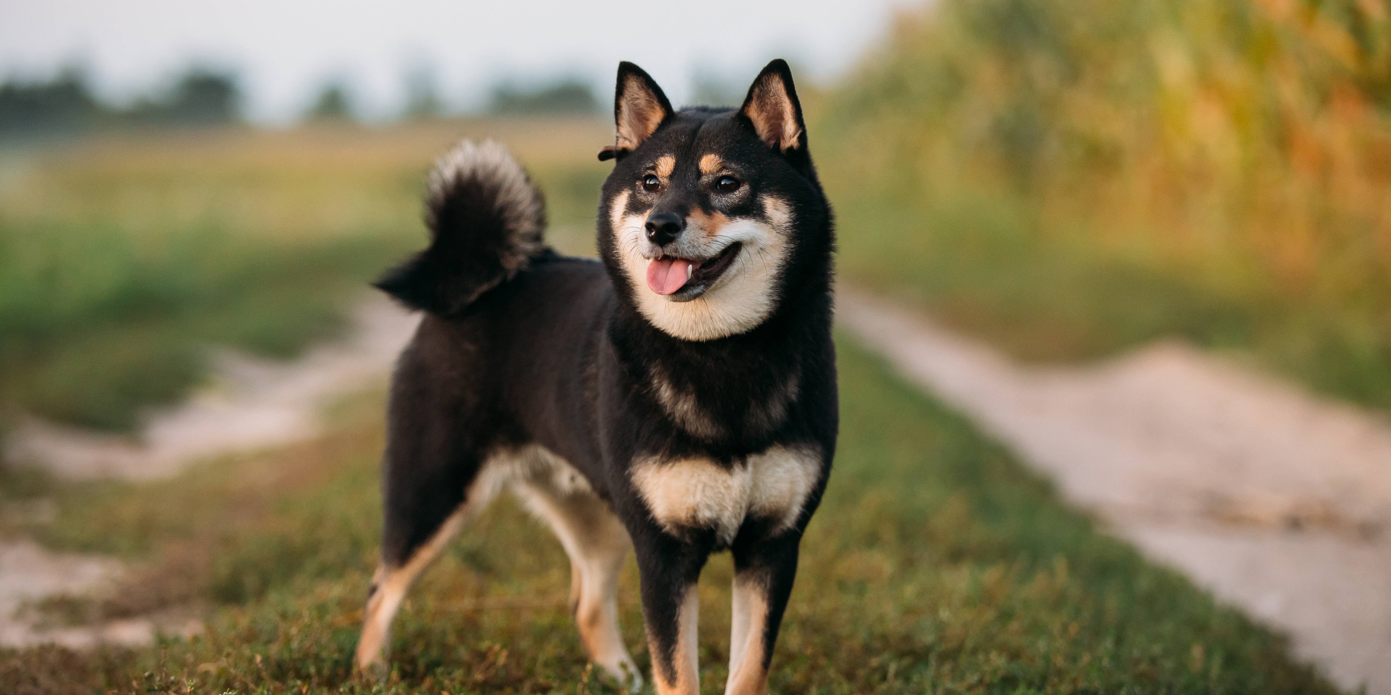 Popular Shiba Inu Names | TrustedHousesitters.com