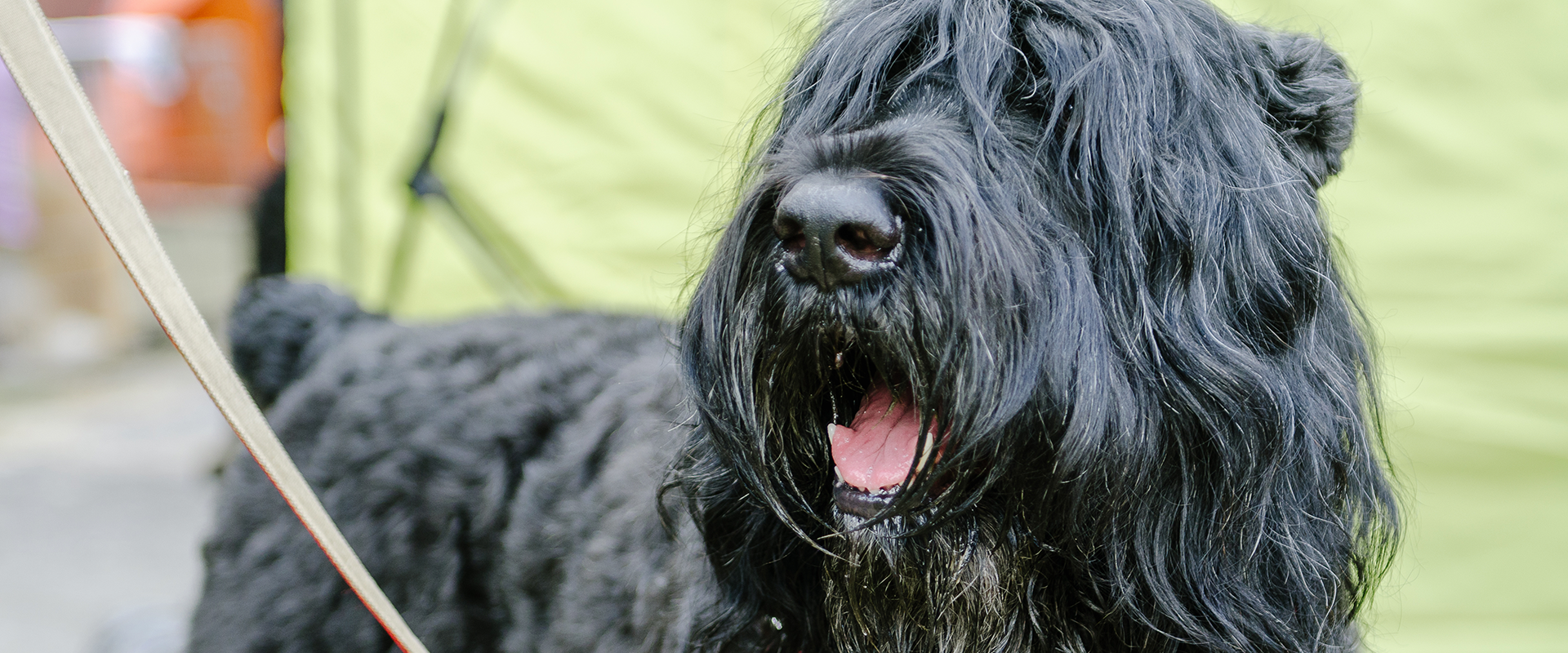 10 Large and in Charge Giant Dog Breeds | TrustedHousesitters.com