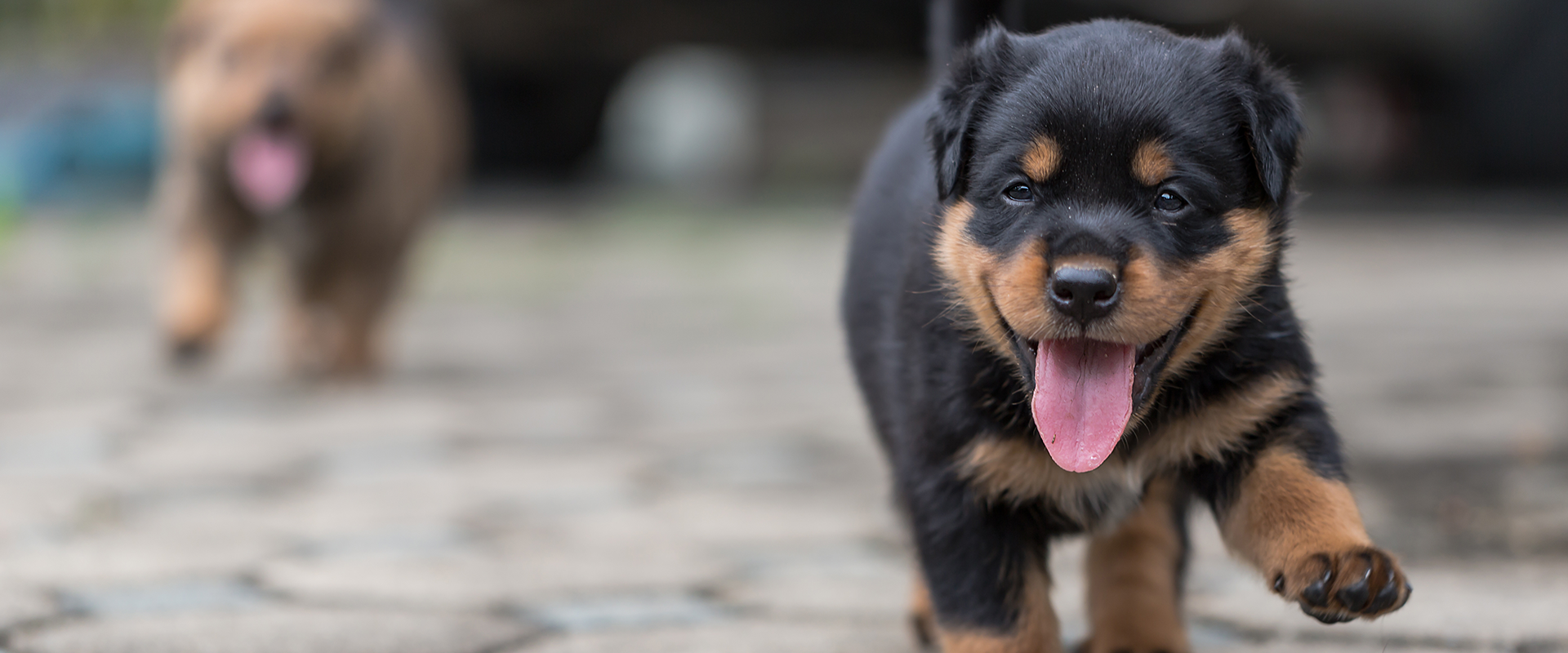 220+ Rottweiler Names for Your New Rottie Puppy | TrustedHousesitters.com