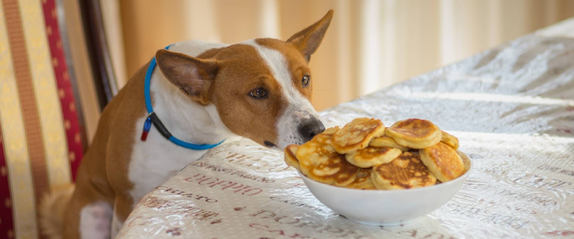 Are Dogs Allowed To Eat Pancakes
