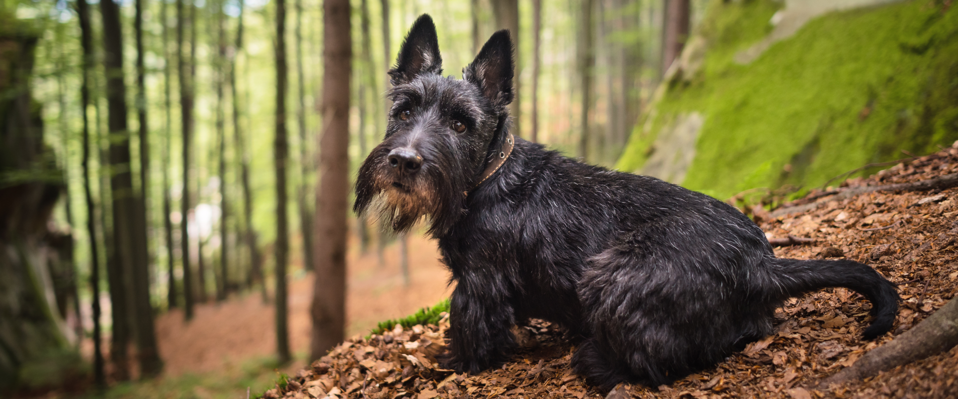 Top 10 Most Popular Terrier Breeds | TrustedHousesitters.com