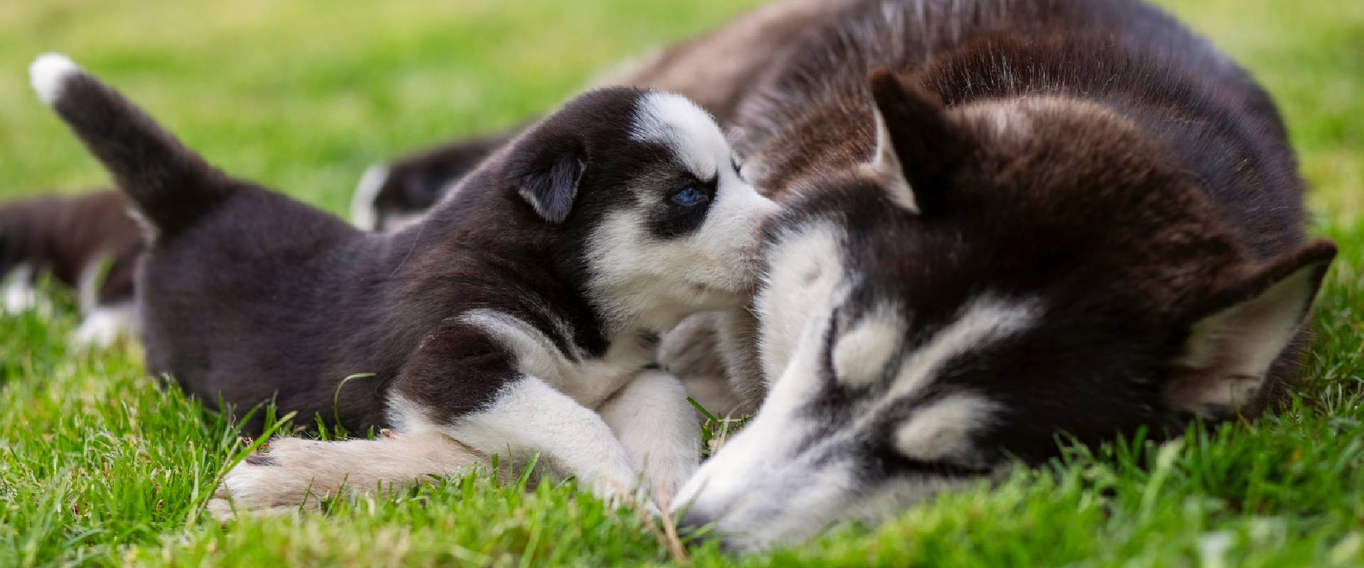 A Guide to Husky Puppies | TrustedHousesitters.com