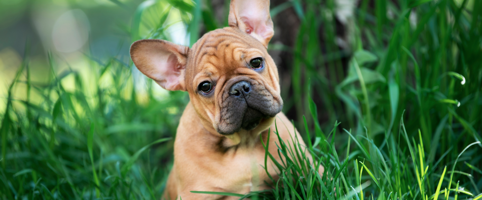 A long list of dog names that start with L | TrustedHousesitters.com