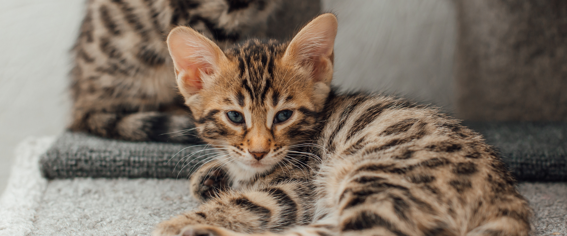 100+ Royal Cat Names for Your Furry Lord or Lady | TrustedHousesitters.com