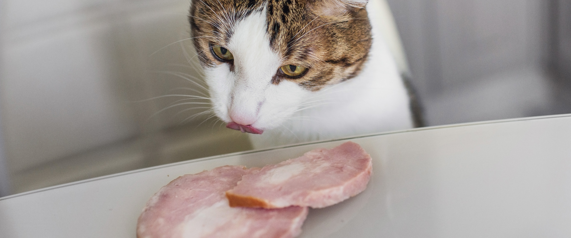 Can cats eat ham? | TrustedHousesitters.com