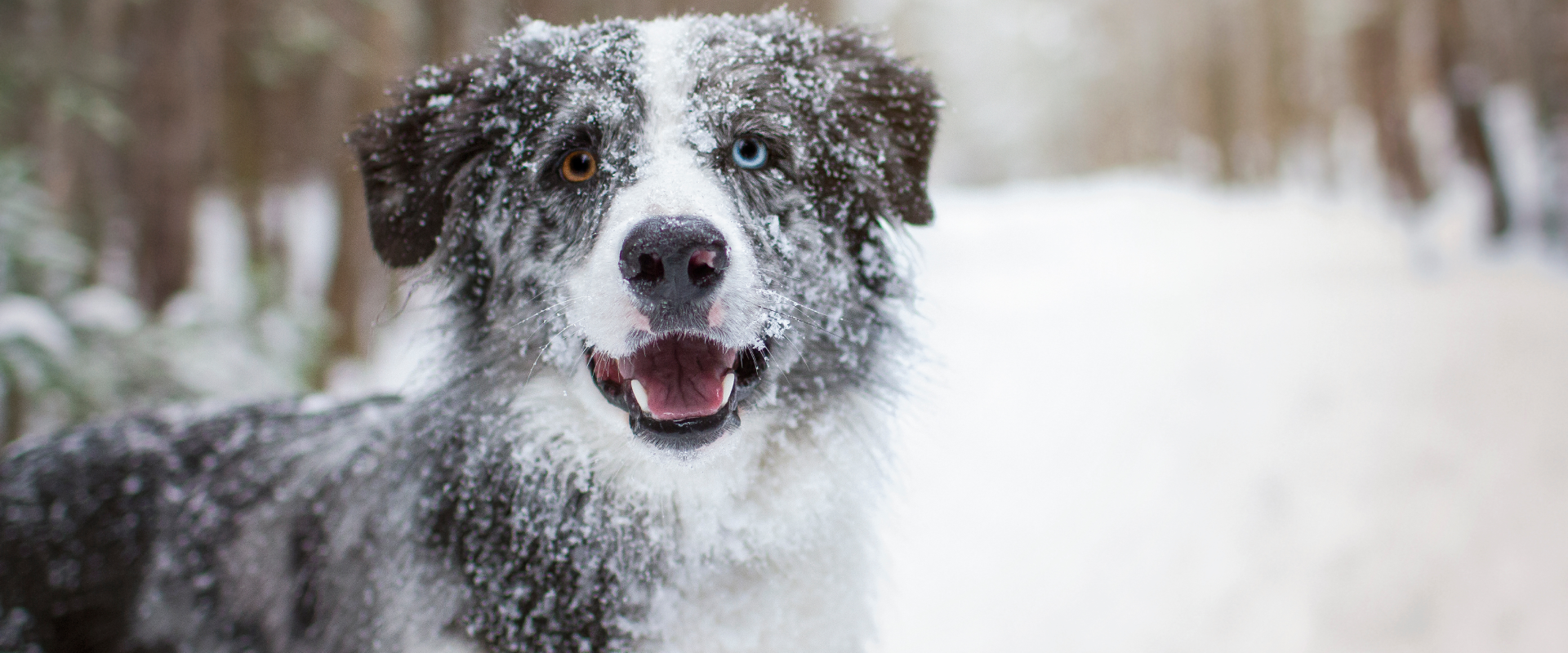 Dog names that start with O: 74 outstanding options ...