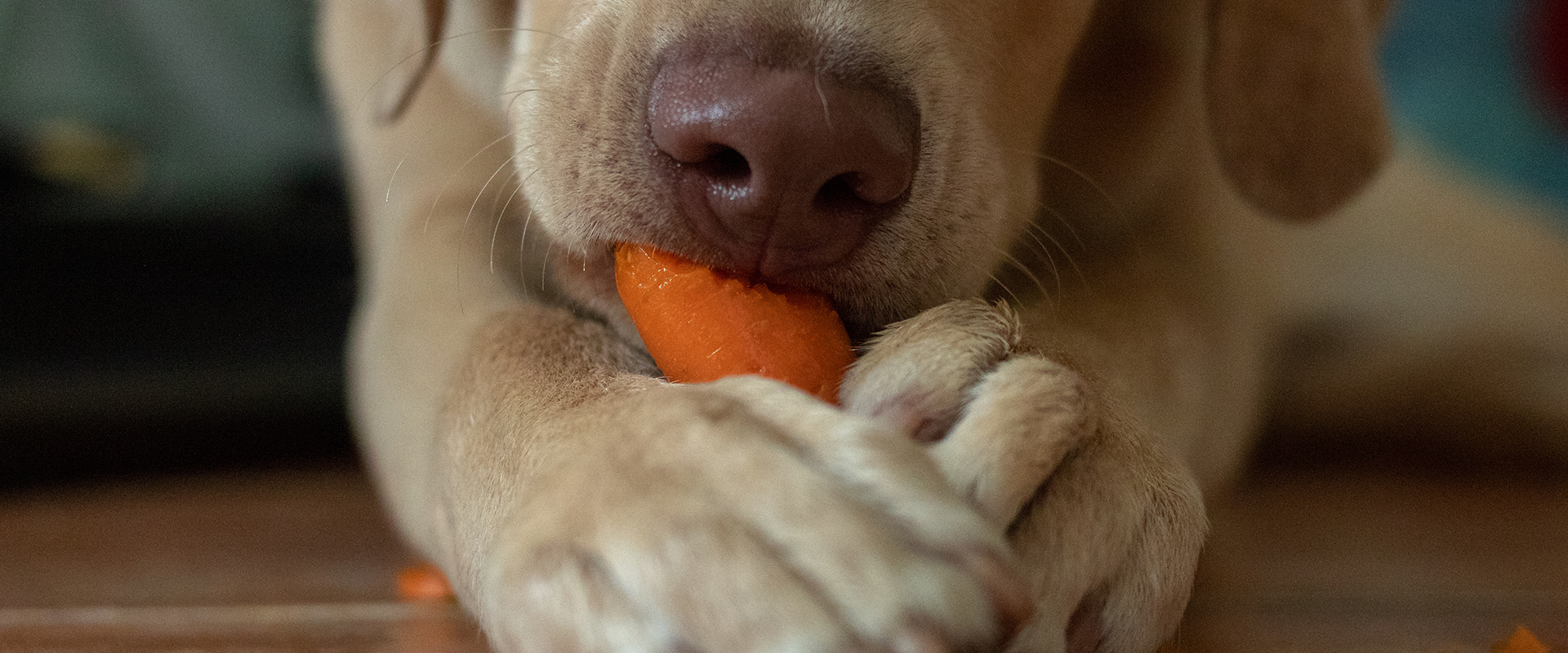 Can Dogs Eat Carrots? | TrustedHousesitters.com
