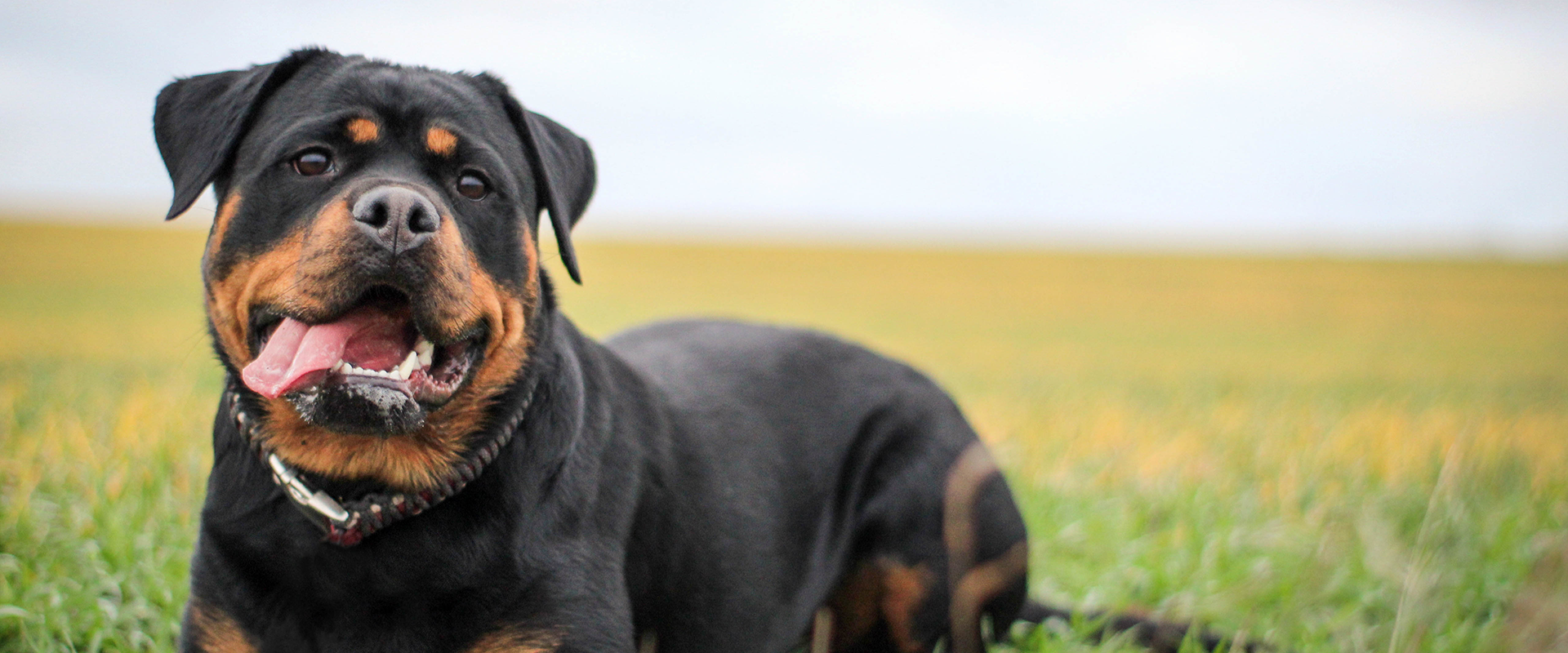 10 of the Most Loyal Dog Breeds That Will Become Your BFFL ...