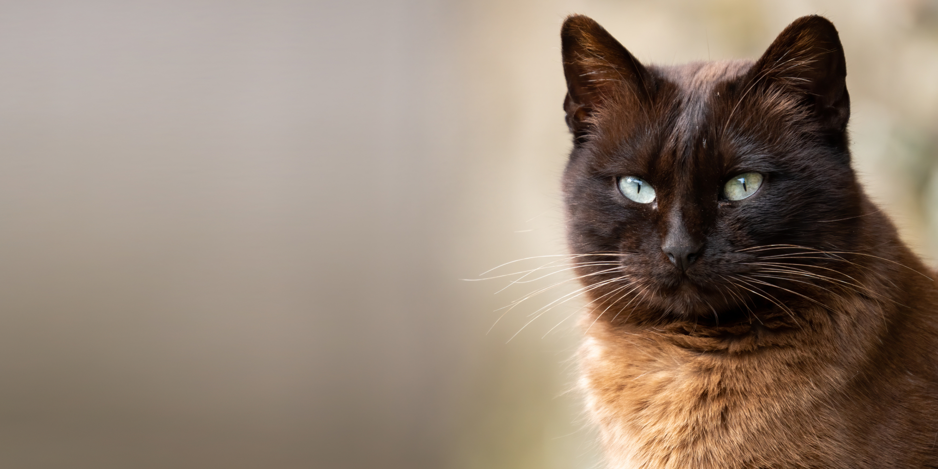 Badass Cat Names | TrustedHousesitters.com