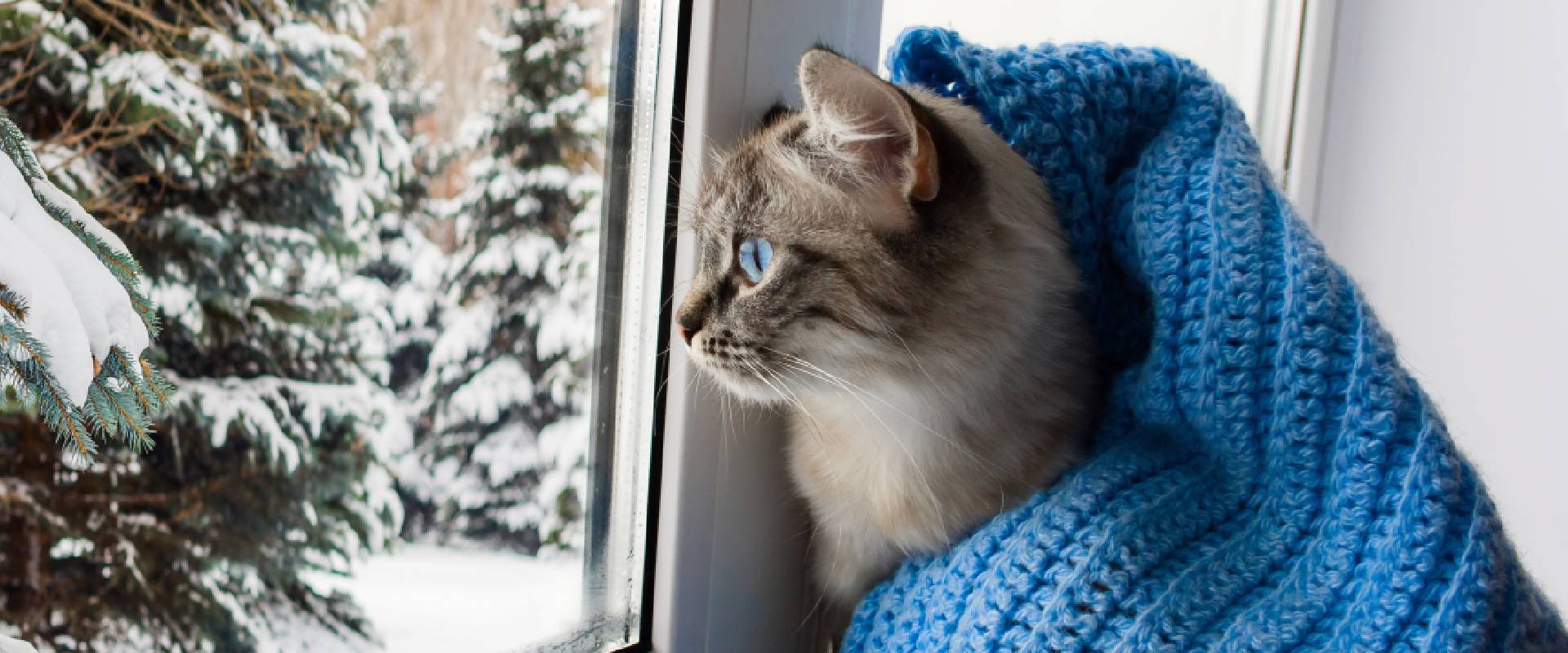 Do Cats Get Cold? | TrustedHousesitters.com