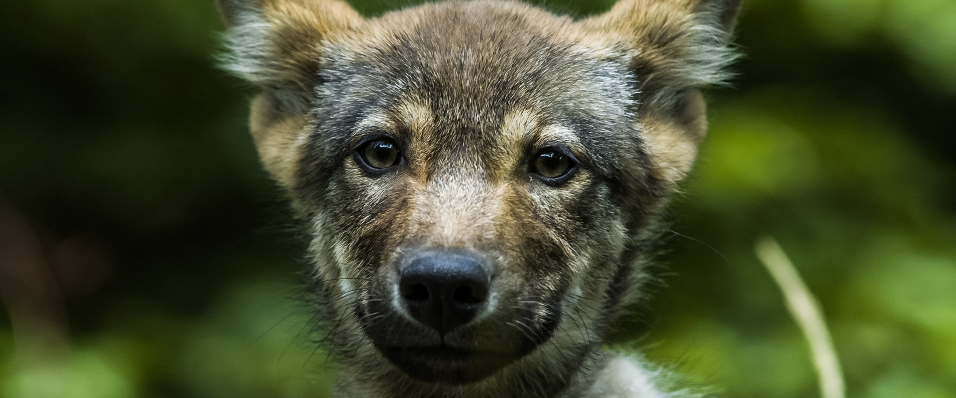 Lord of the Rings Dog Names | TrustedHousesitters.com