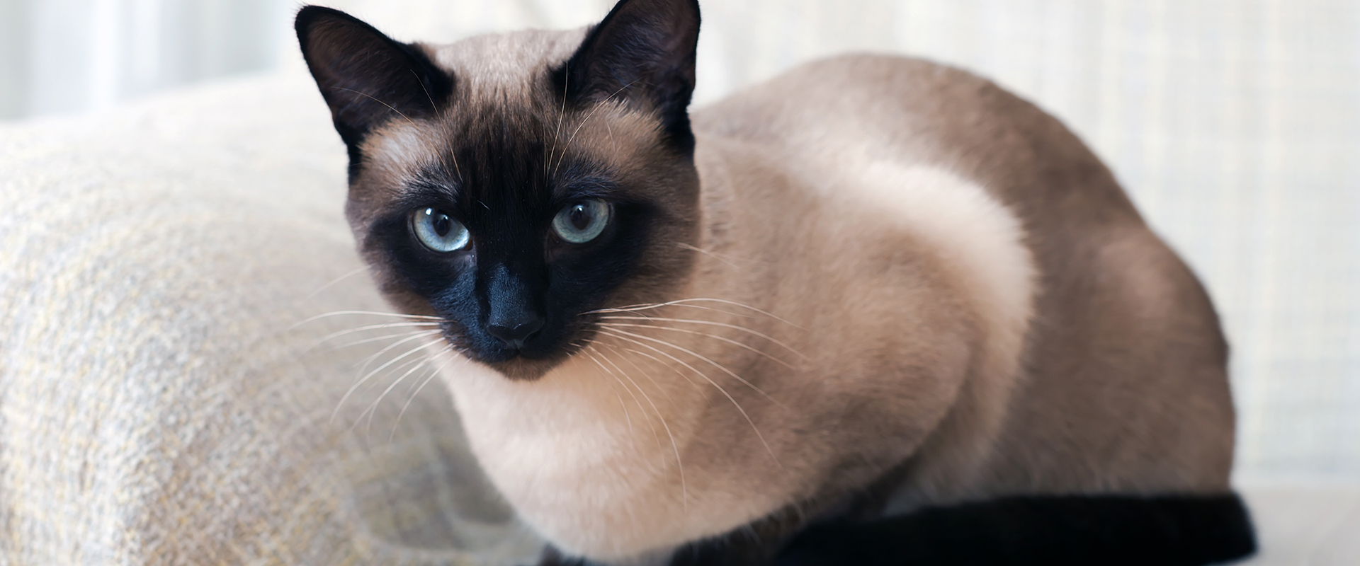 Siamese Cats Breed Guide | TrustedHousesitters.com