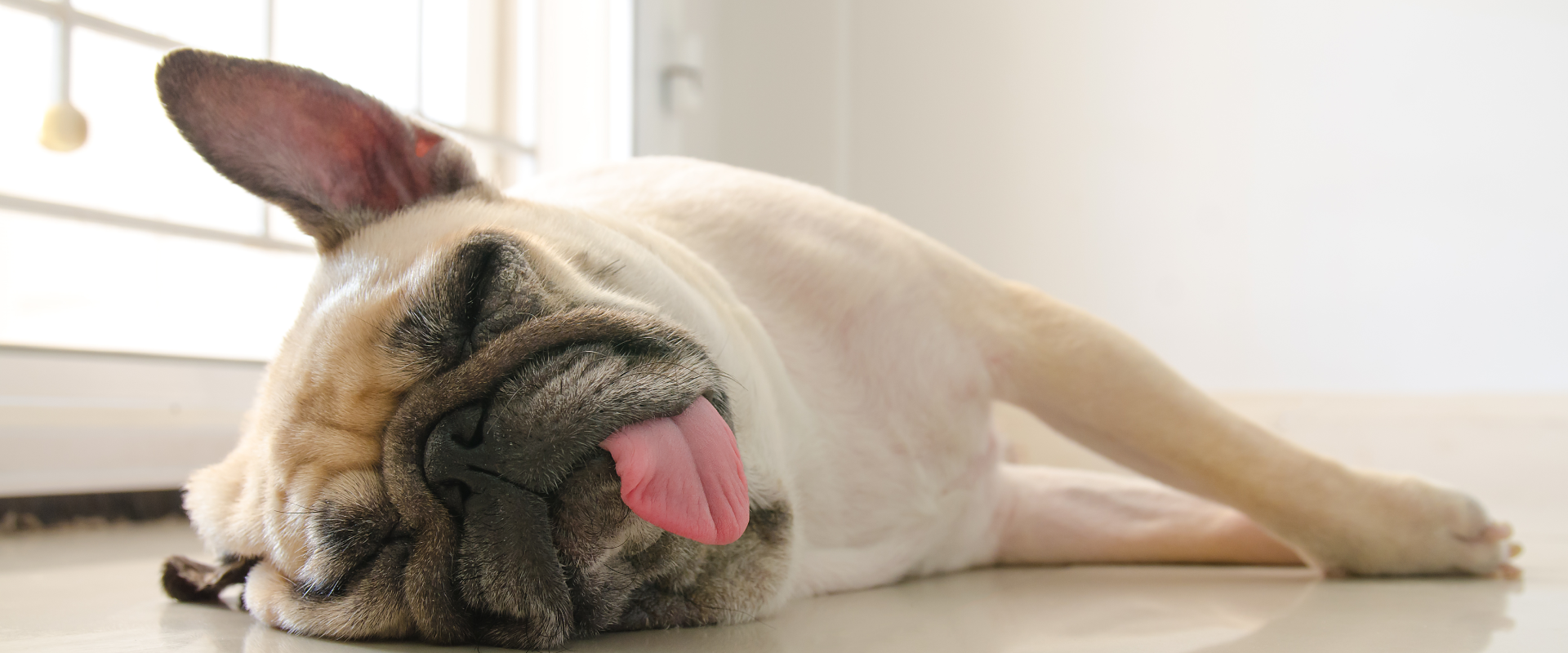Lazy dog breeds: the top 15 couch potato pooches | TrustedHousesitters.com
