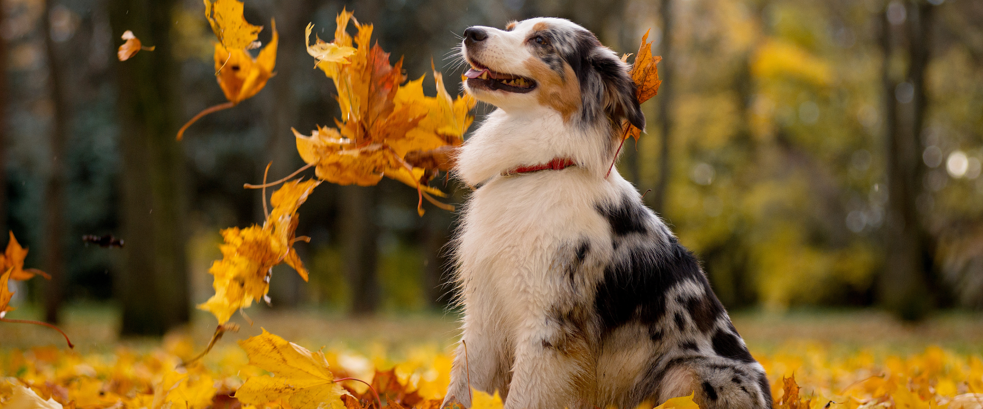 Fall Dog Names | TrustedHousesitters.com
