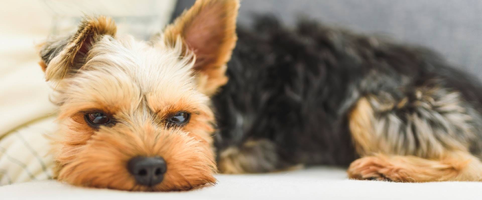 Teacup Yorkie Haircuts Pictures Examples