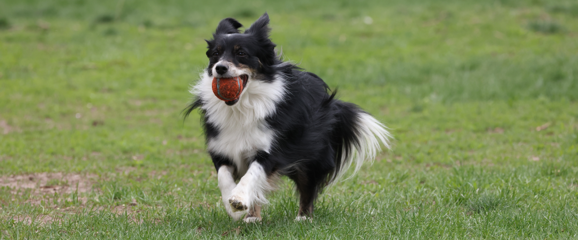 A Glorious Collection of Dog Names that Start with G ...