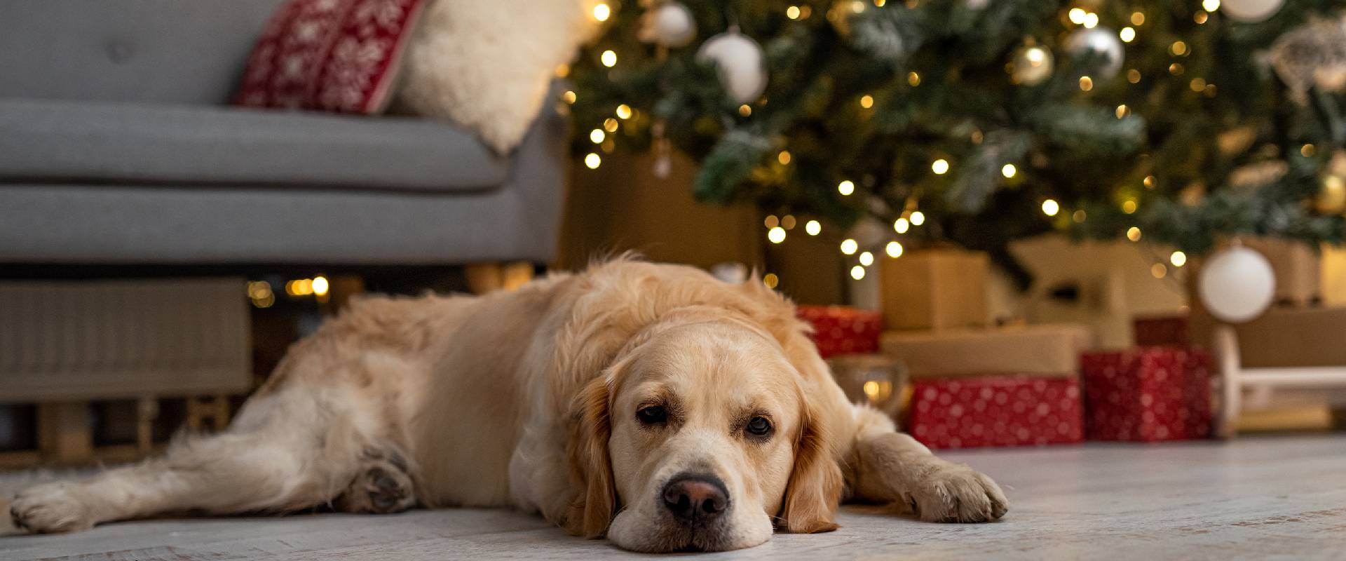 Dog-Proof Christmas Tree Tips | TrustedHousesitters.com