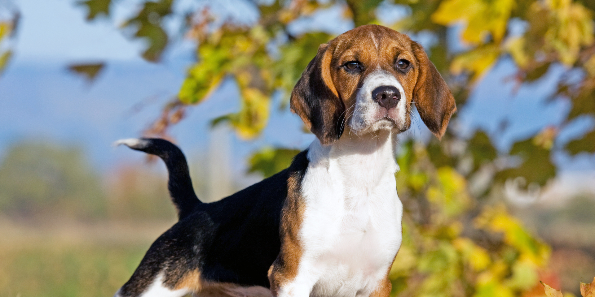 70+ Cartoon Dog Names for Your Canine Character | TrustedHousesitters.com