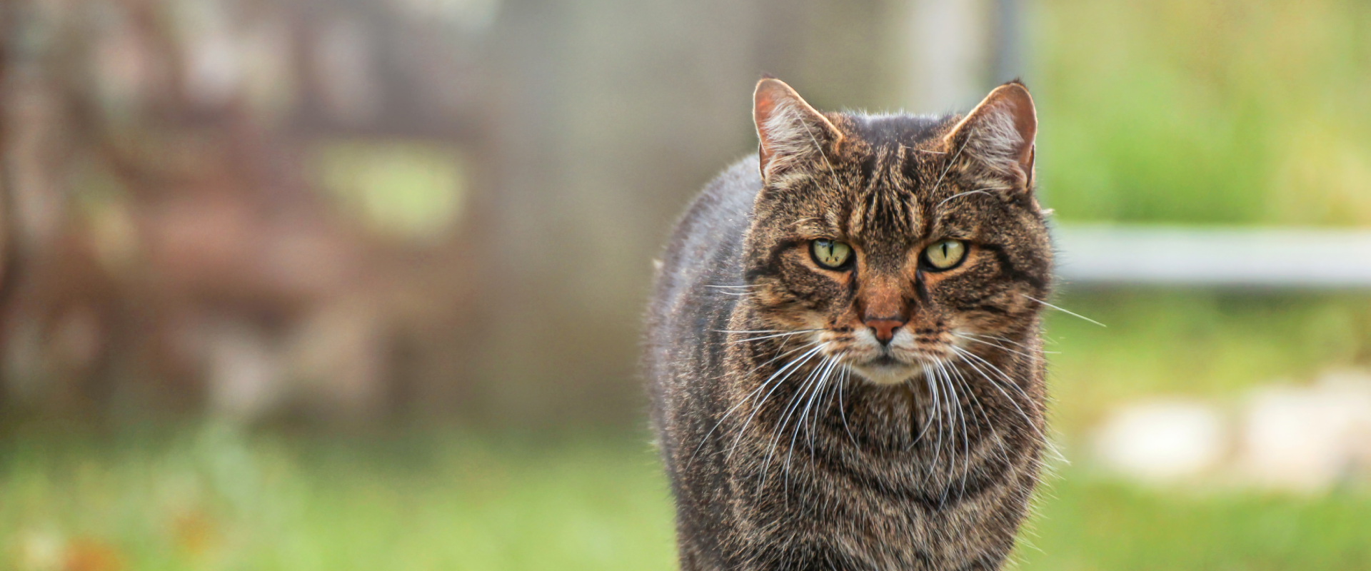 Lord of the Rings Cat Names | TrustedHousesitters.com