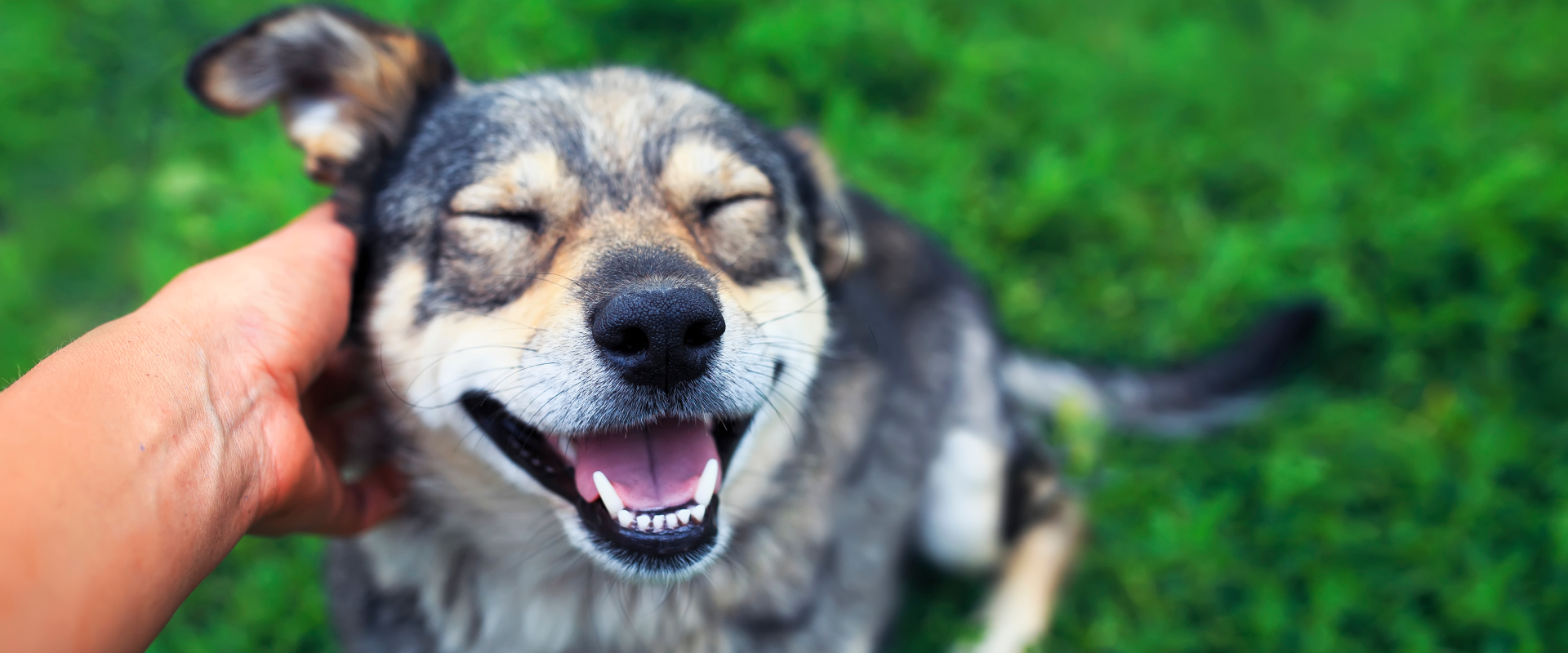 Human names for dogs | TrustedHousesitters.com