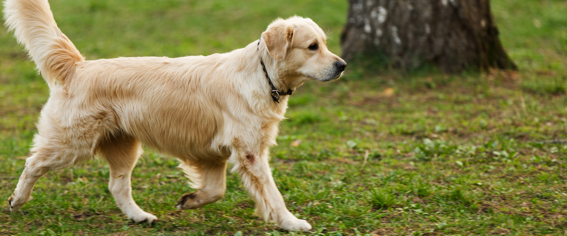 Dog Names that Start with J to get you Jumping for joy ...