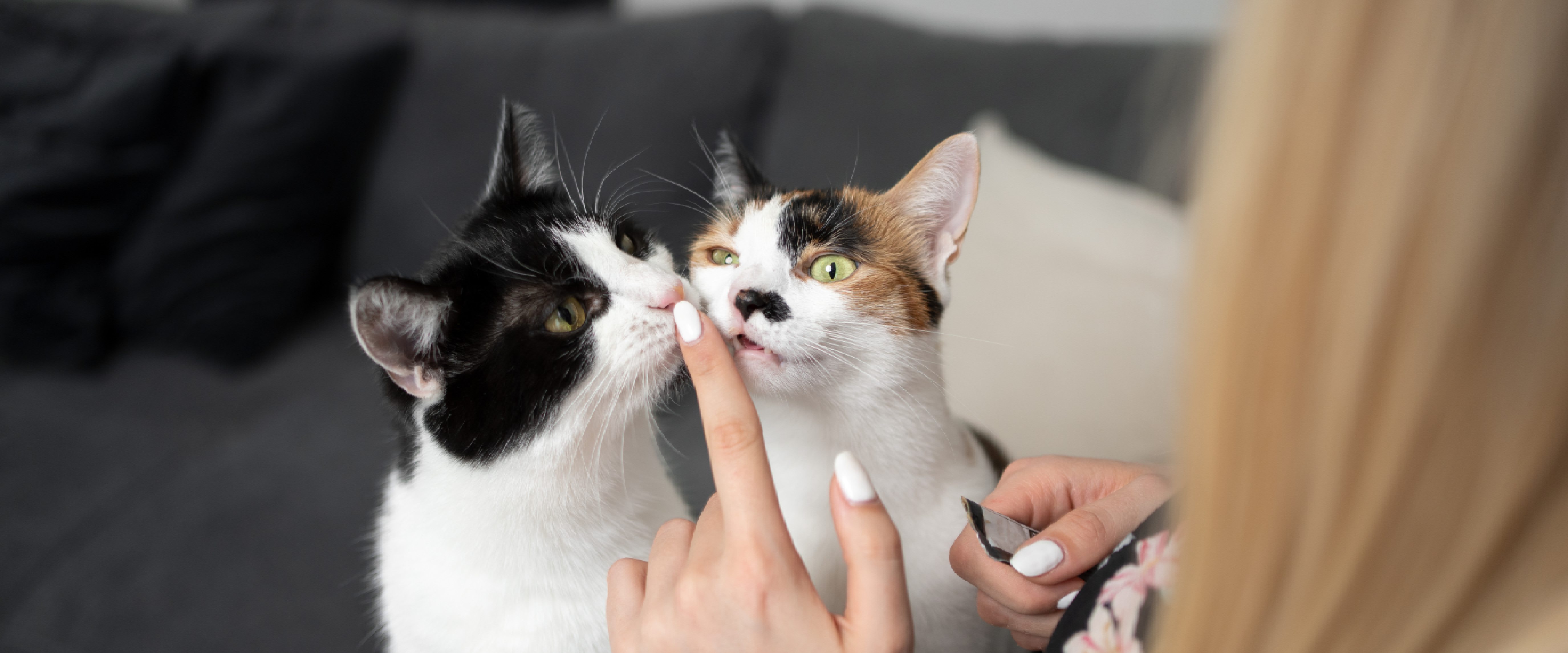 Trilling in Cats - What Is It and Why Do Cats Do It ...