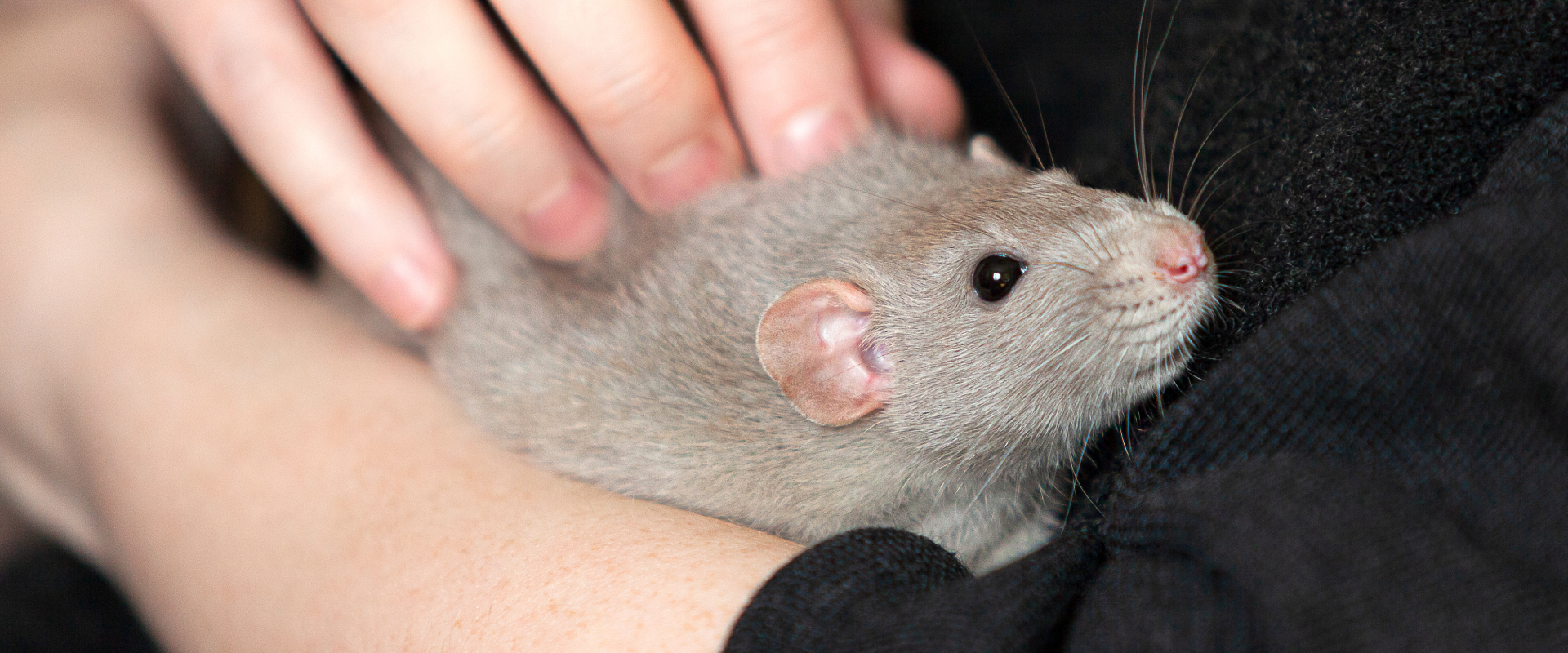 A Guide to Pet Sitting for Ferrets and Rodents | TrustedHousesitters.com