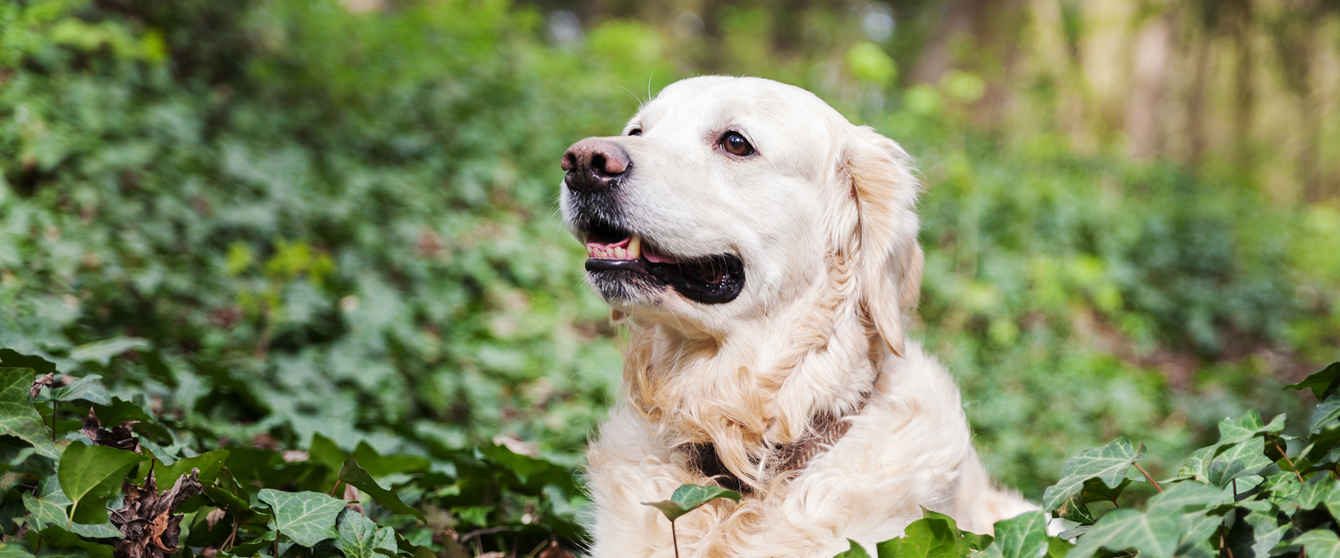 Groin Poison Ivy Rash On Dogs | atelier-yuwa.ciao.jp