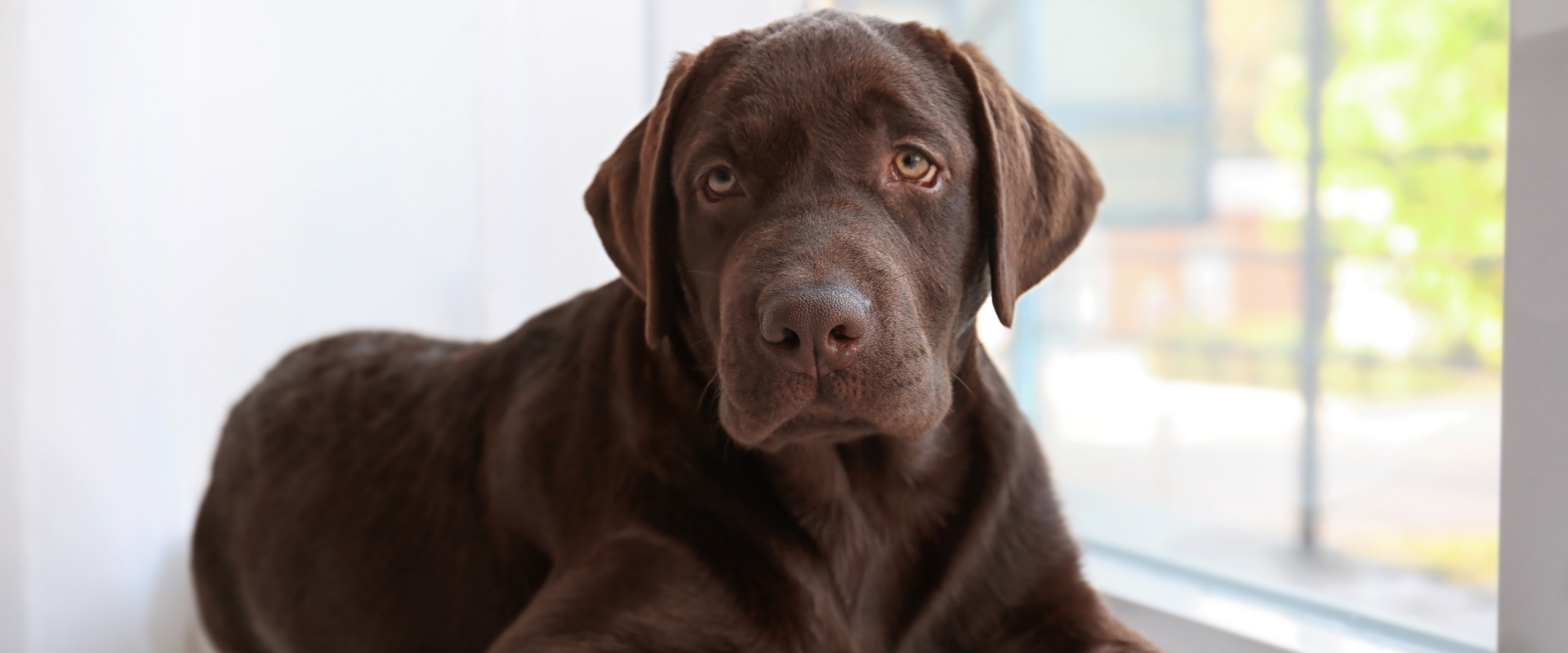 A long list of dog names that start with L | TrustedHousesitters.com