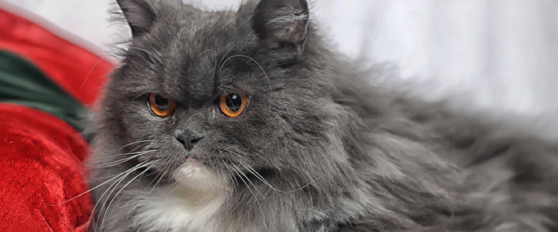 Fluffy Grey Cat Breeds