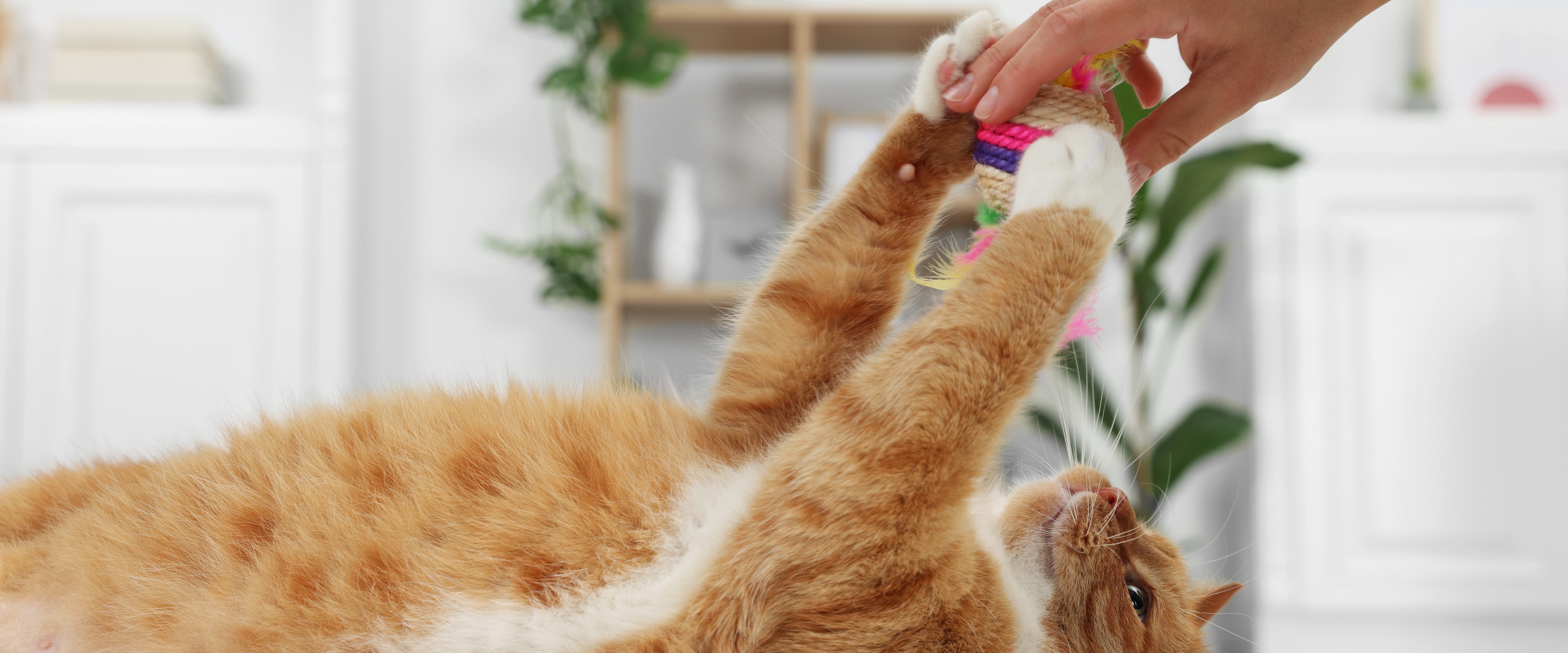 Trilling in Cats - What Is It and Why Do Cats Do It ...