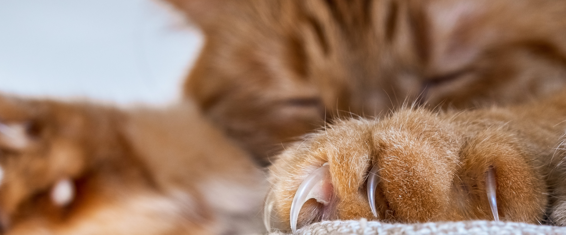 Cat-horned paws: a guide to cat hyperkeratosis | TrustedHousesitters.com