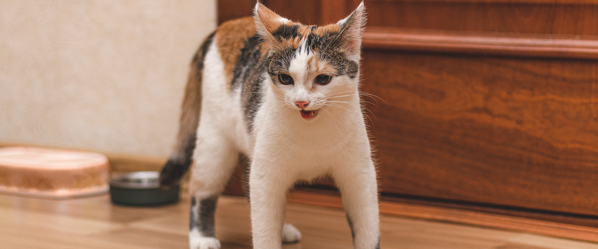 What Are Cat Pheromones and How Do They Work? | TrustedHousesitters.com