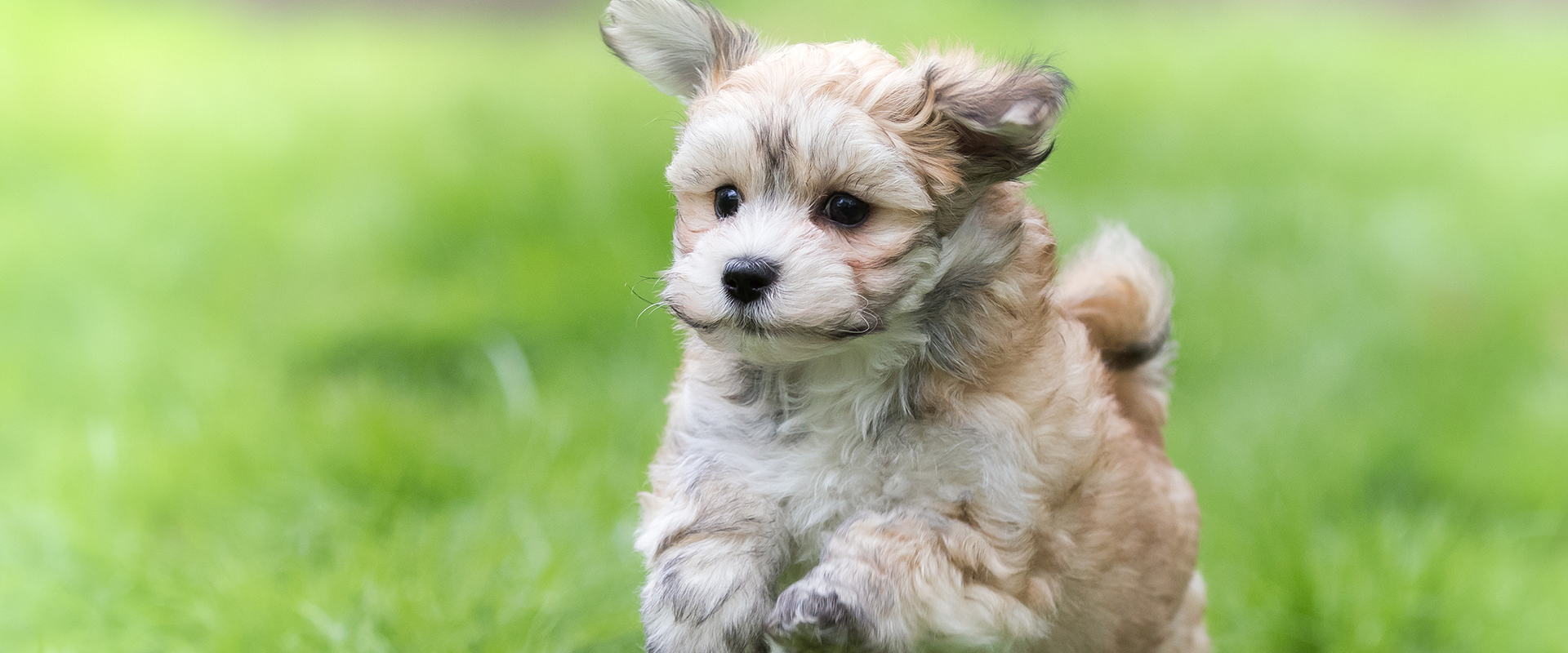 Havanese Breed Guide | TrustedHousesitters.com