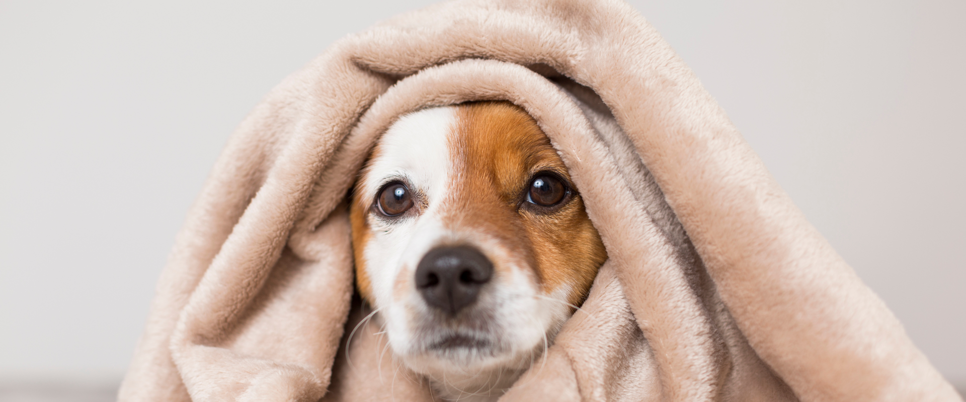 Dog Cold Symptoms: Signs Your Pup's Got the Sniffles ...