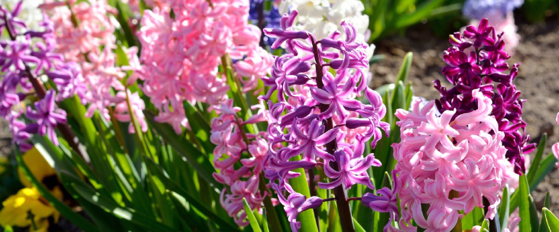 Are Hyacinths Poisonous to Dogs? | TrustedHousesitters.com