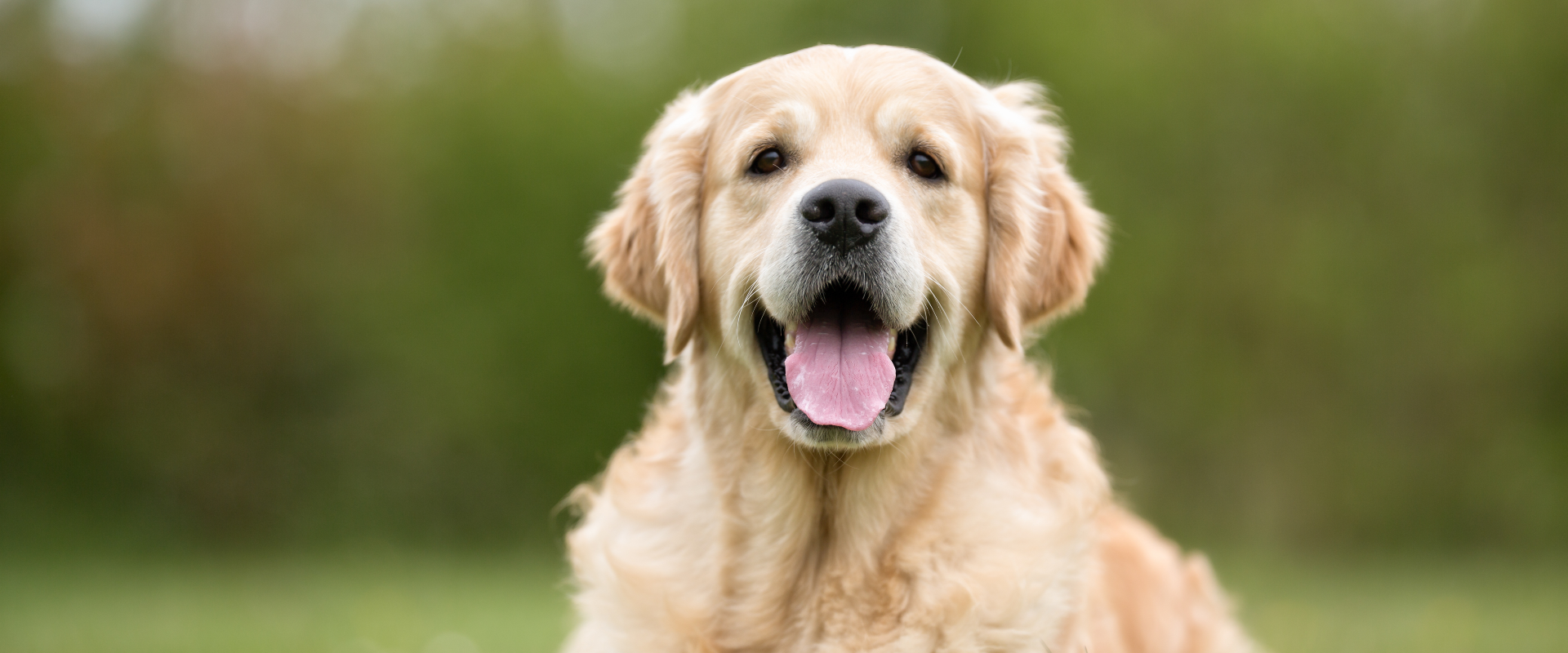 A Glorious Collection of Dog Names that Start with G ...