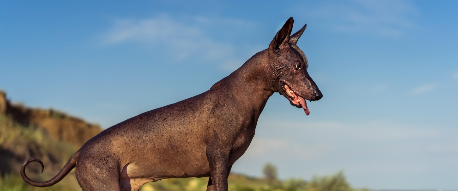 Mexican Dog Names | TrustedHousesitters.com