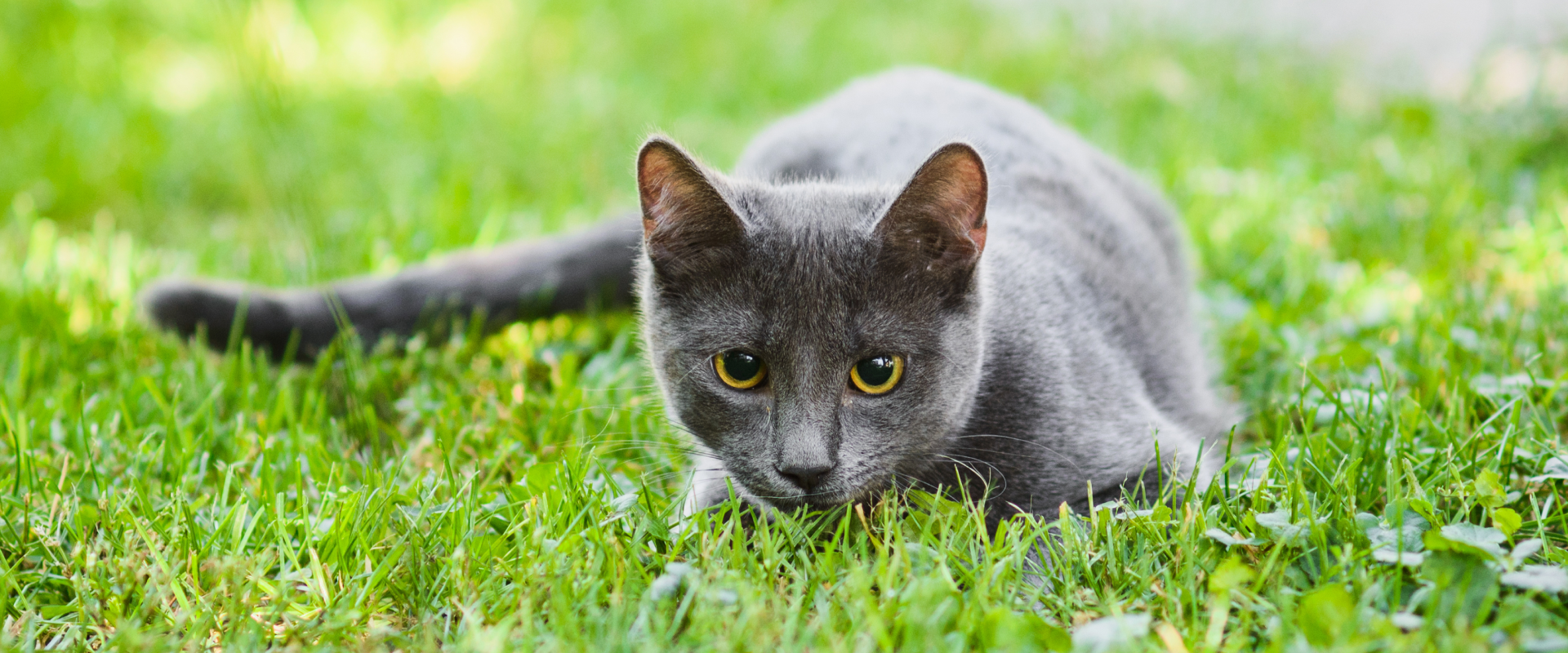 Cat attack! Understanding the cat ambush attack | TrustedHousesitters.com
