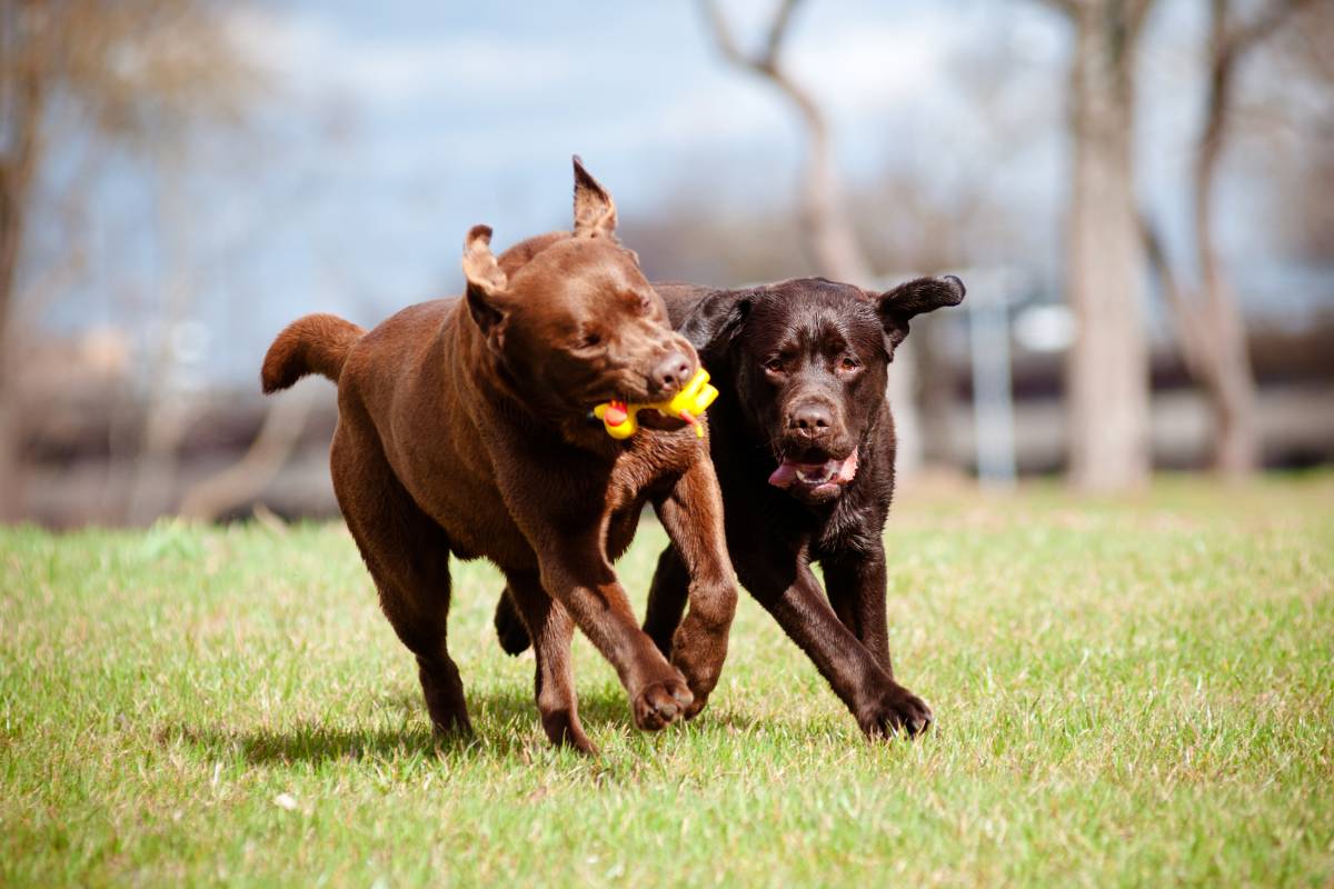 Labrador Retriever Owners Guide | TrustedHousesitters.com