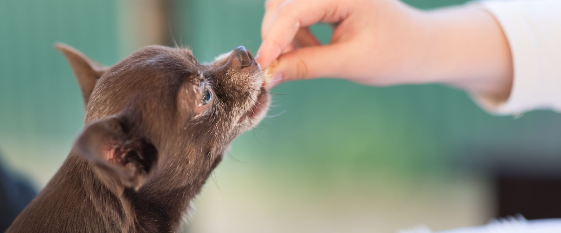 Can Dogs Eat Chicken? | TrustedHousesitters.com