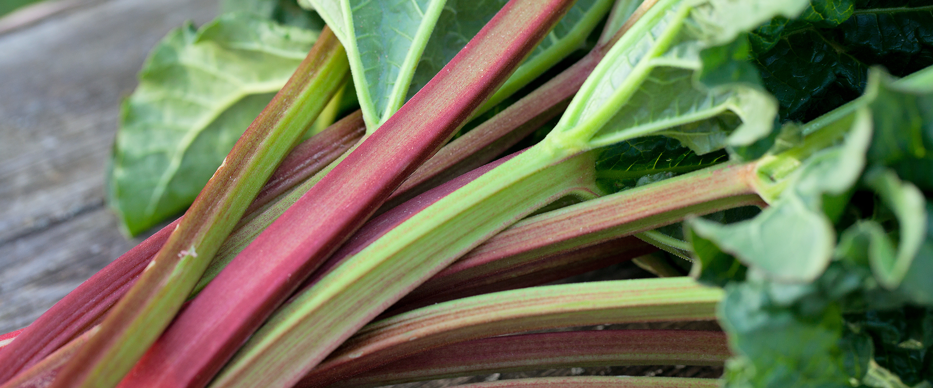 Is Rhubarb Poisonous to Dogs? | TrustedHousesitters.com