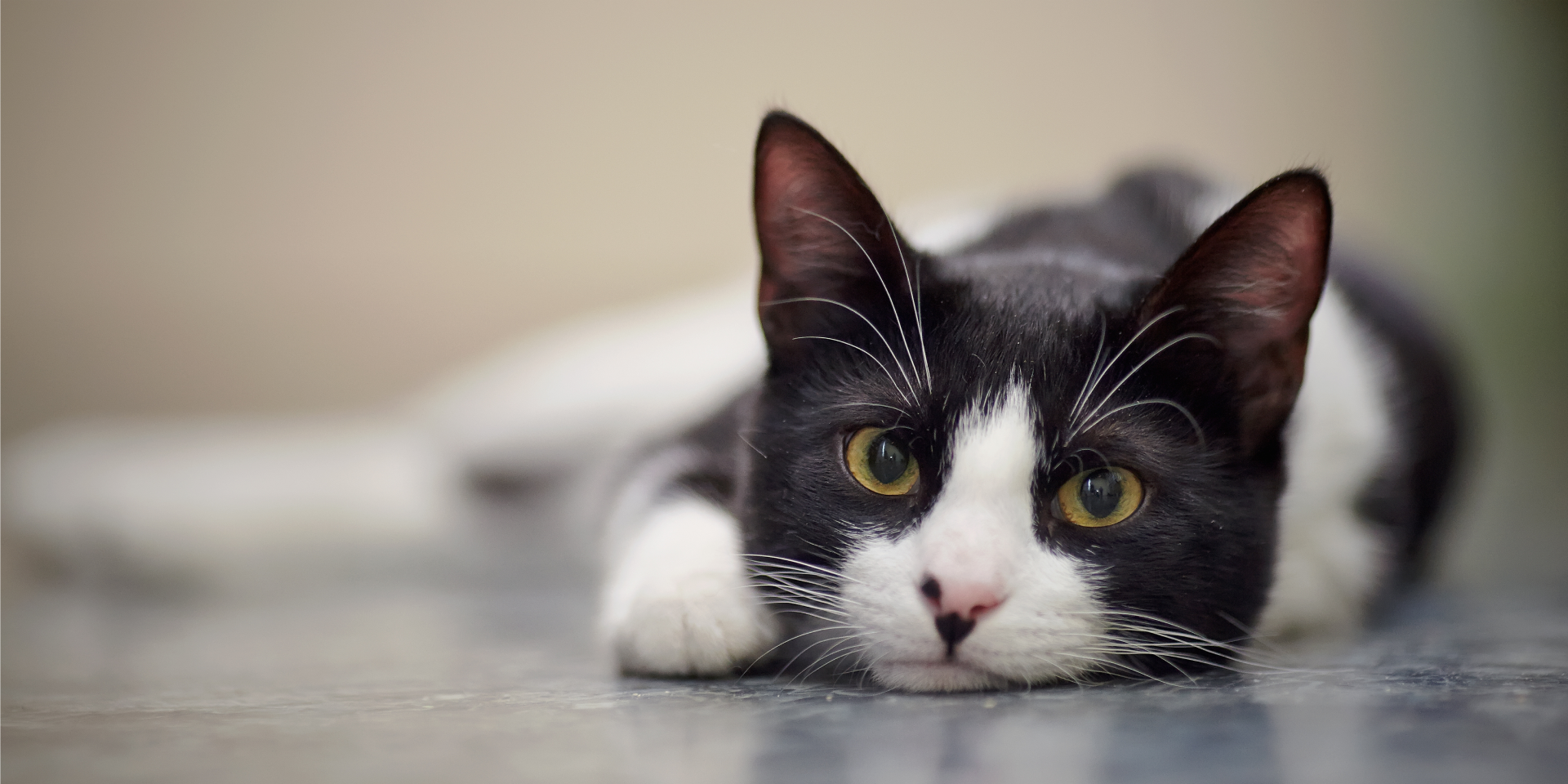 Black and White Cat Names for Your Monochrome Moggy ...