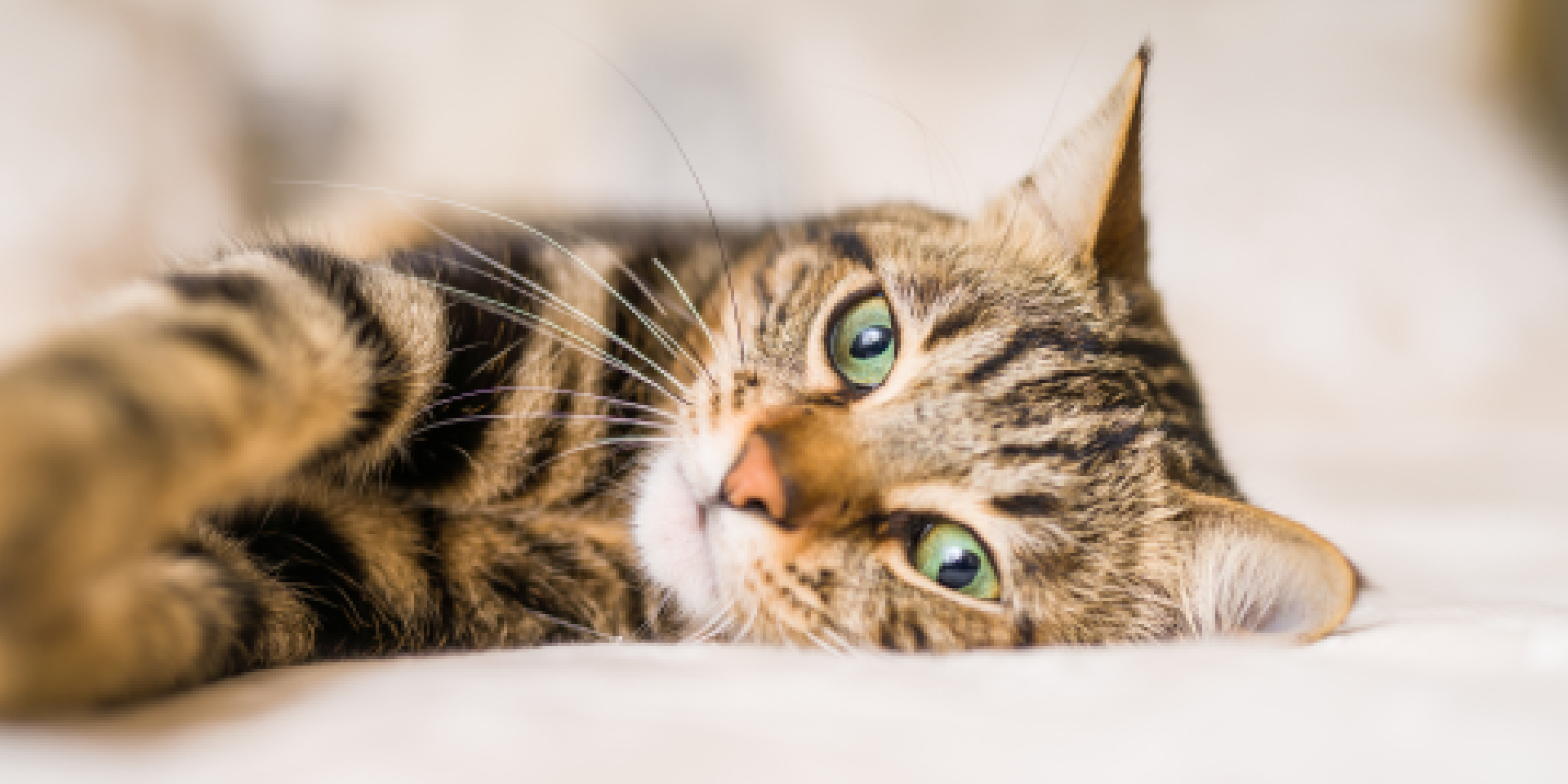 60+ Cool Cat Names That Start with Y | TrustedHousesitters.com